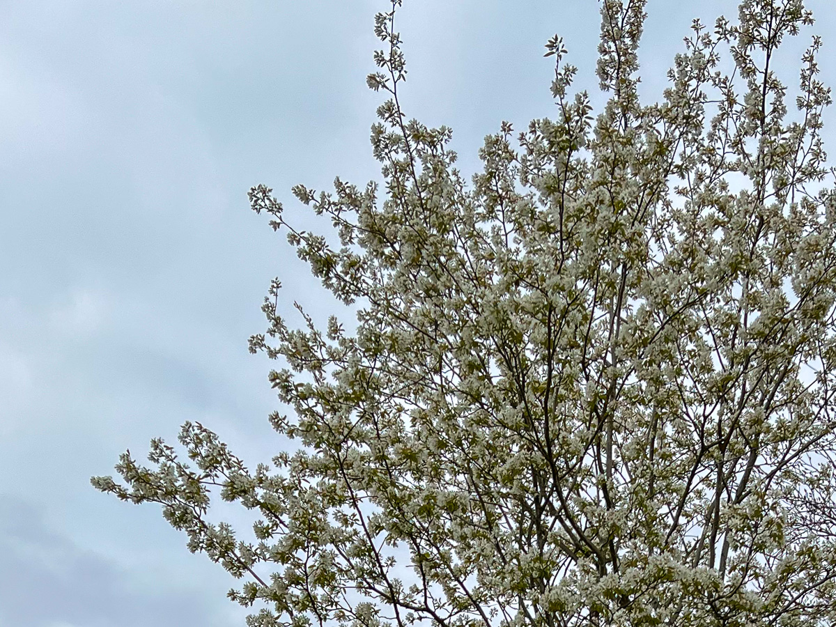 Garden Design Quick Tip - Trees for structure in small gardens - Blue ...