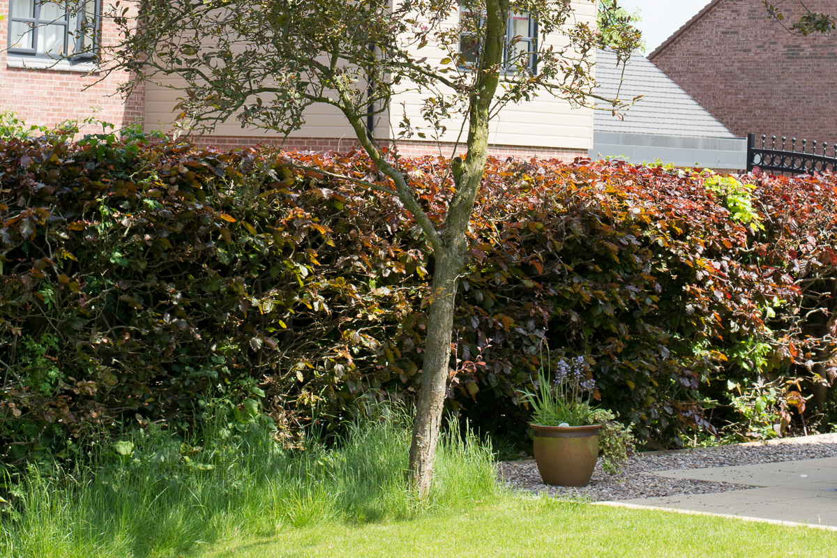 Panic for Fence Panels? Think Again! - Blue Daisy Garden Design