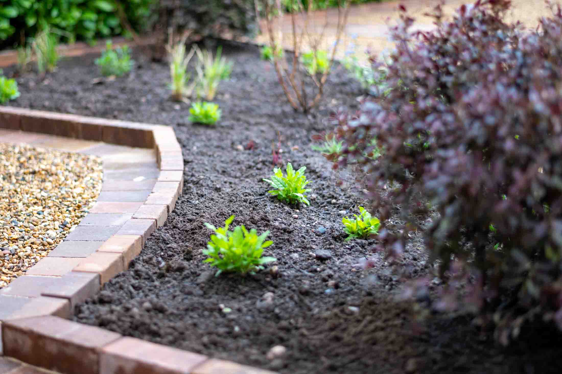 Why Healthy Soil Matters in your Garden - Blue Daisy Garden Design